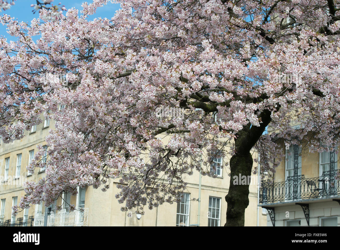 Prunus. Cherry trees in blossom at Berkeley Square. Cheltenham ...