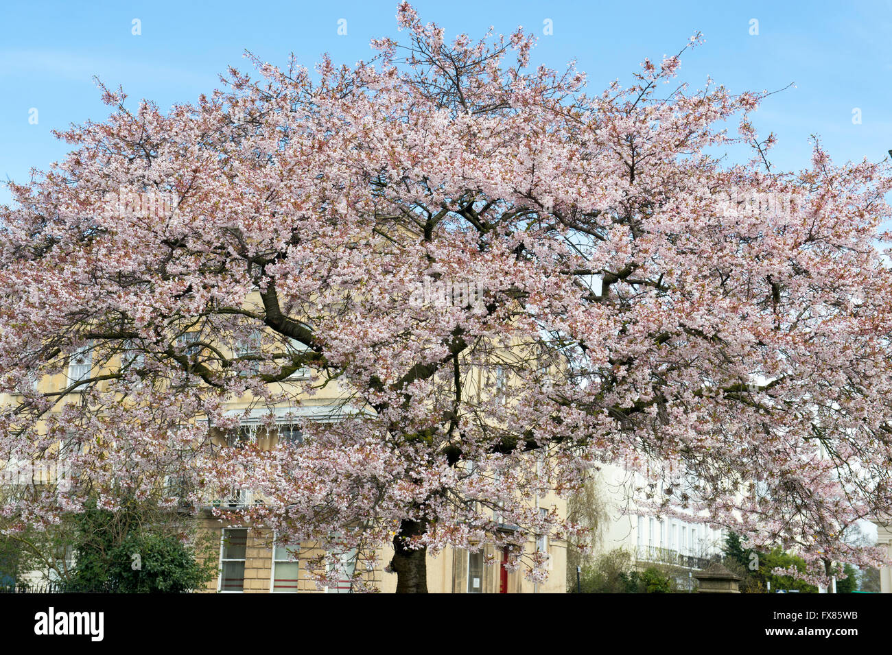 Prunus. Cherry trees in blossom at Berkeley Square. Cheltenham ...