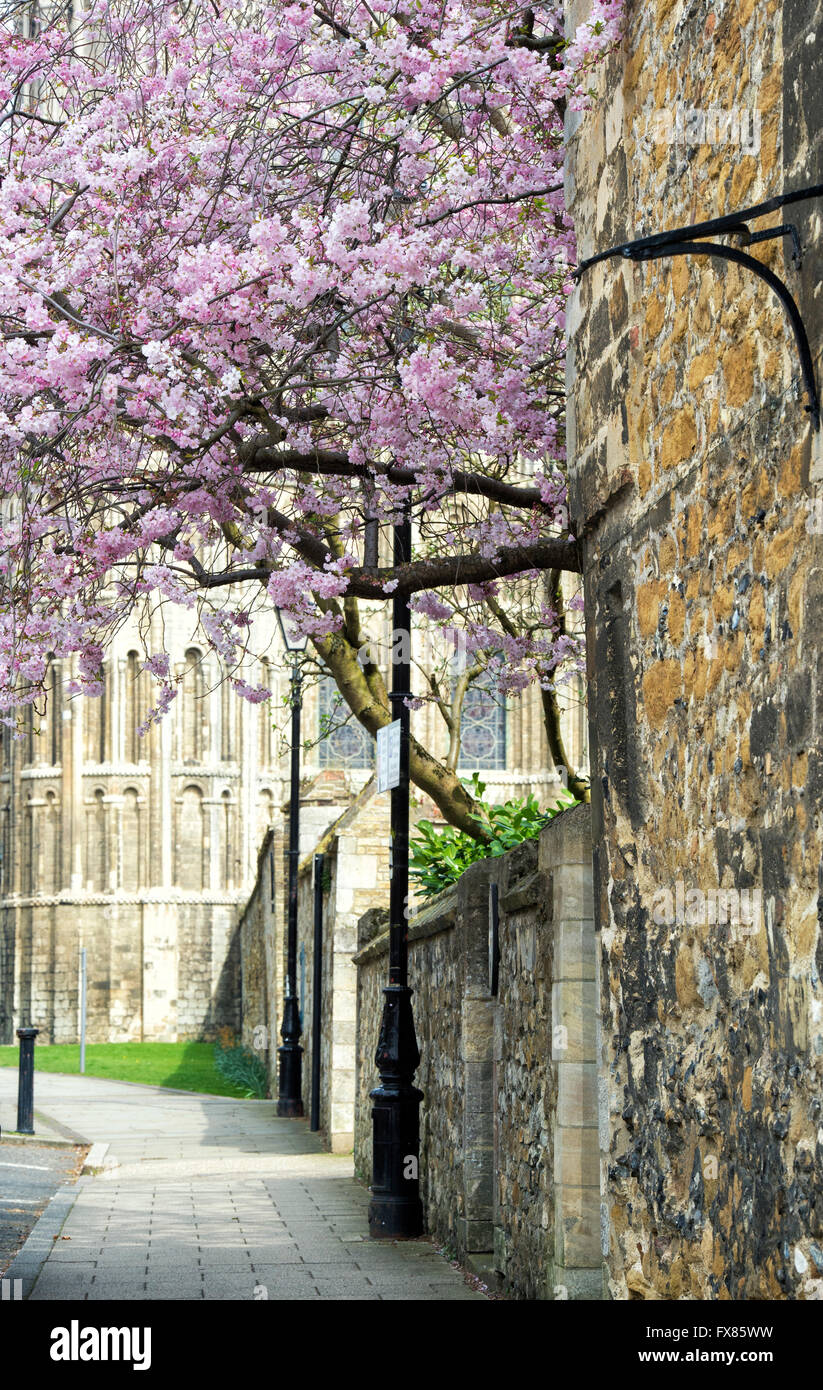 Prunus. Cherry tree in blossom in front of Ely Cathedral ...