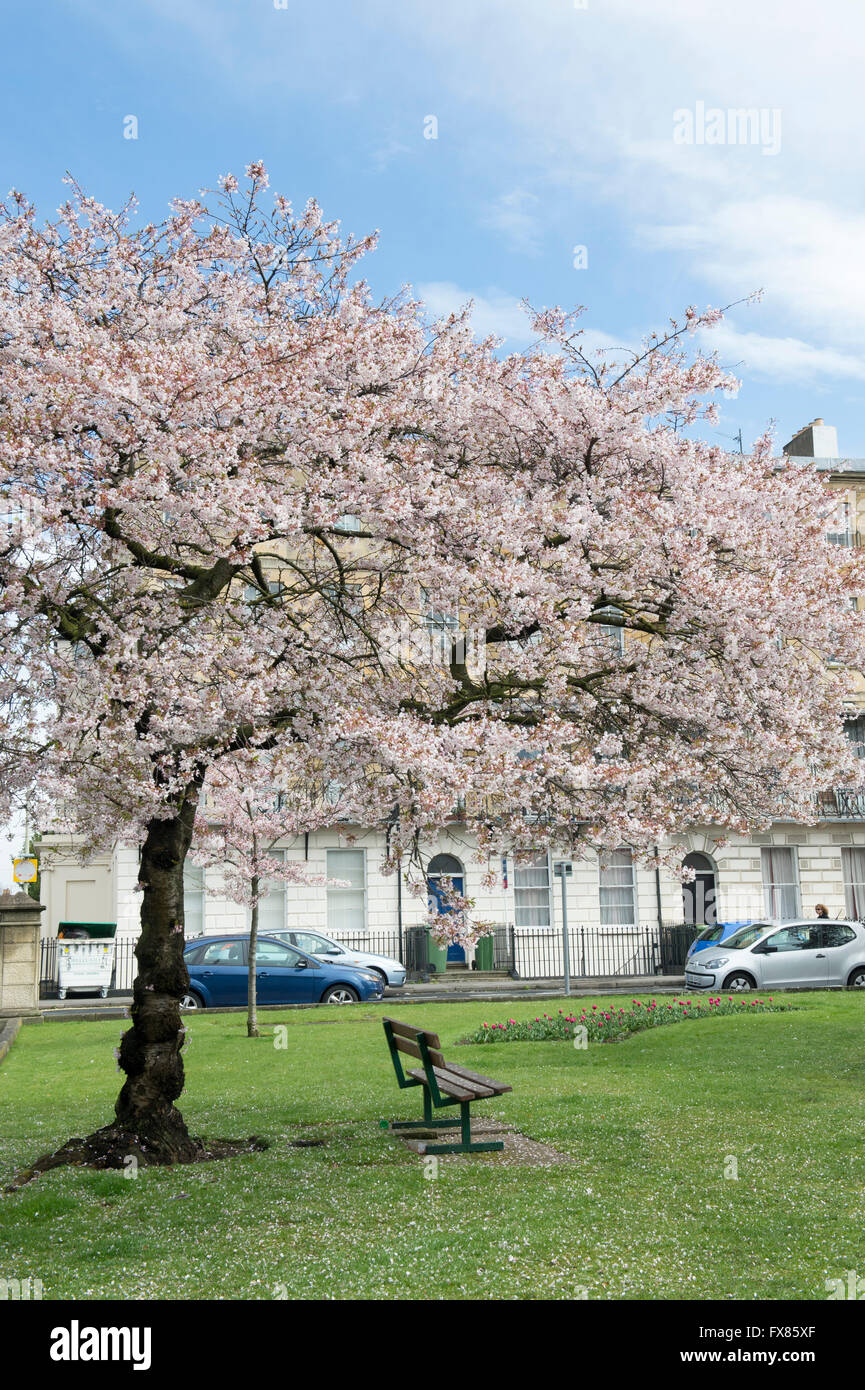 Prunus. Cherry trees in blossom at Berkeley Square. Cheltenham ...