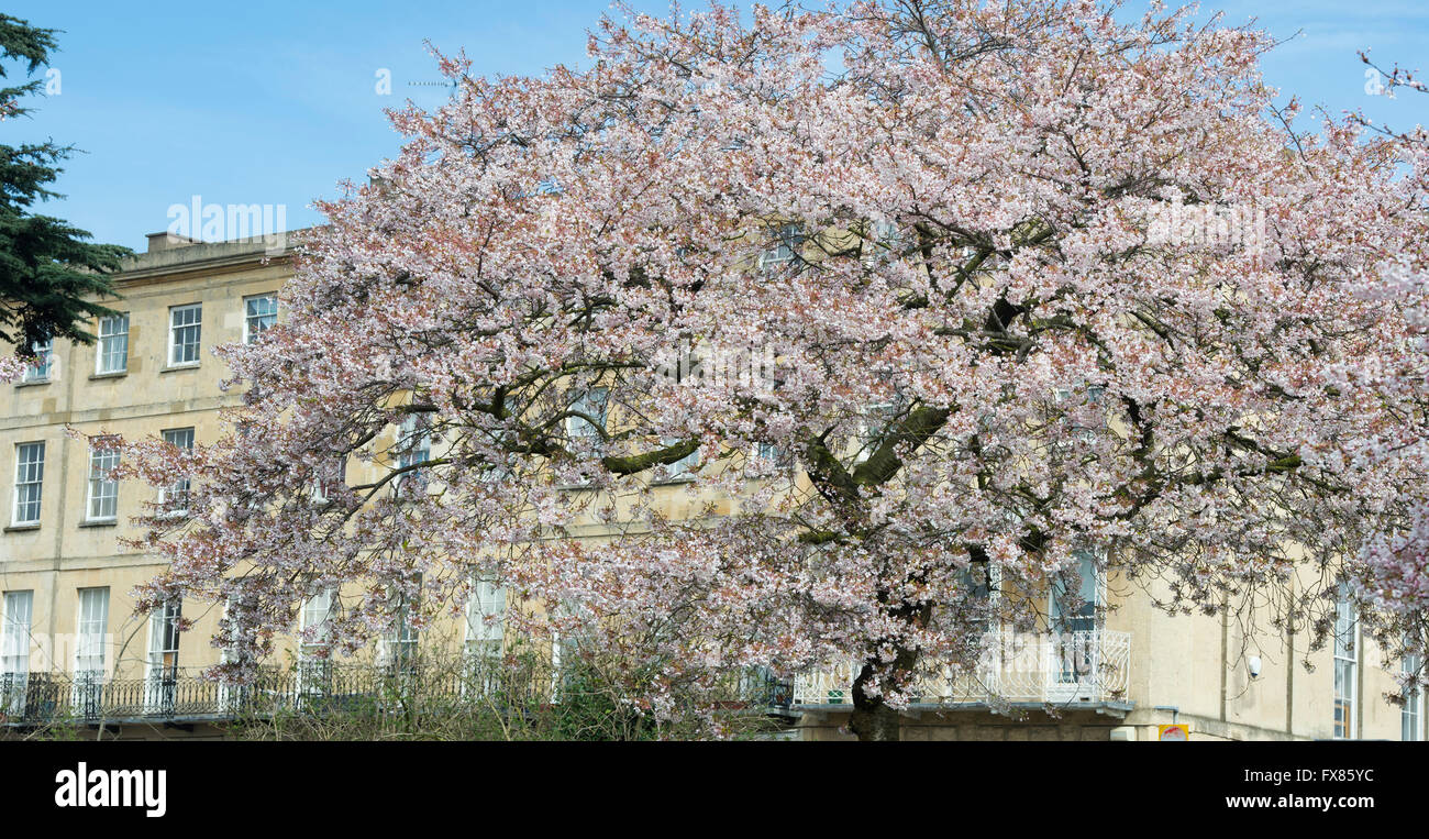 Prunus. Cherry trees in blossom at Berkeley Square. Cheltenham ...