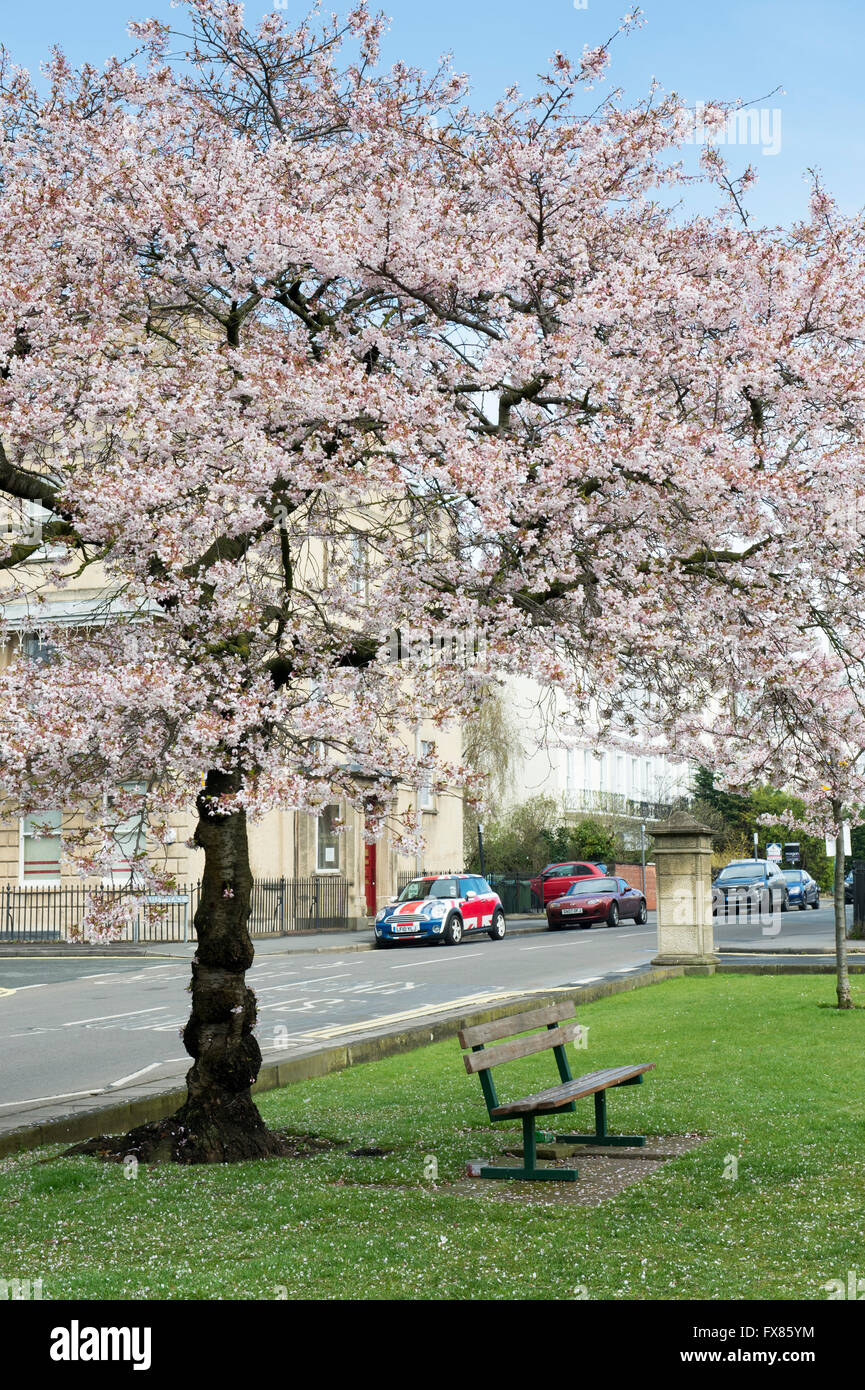 Park benches cherry blossom trees hi-res stock photography and images ...