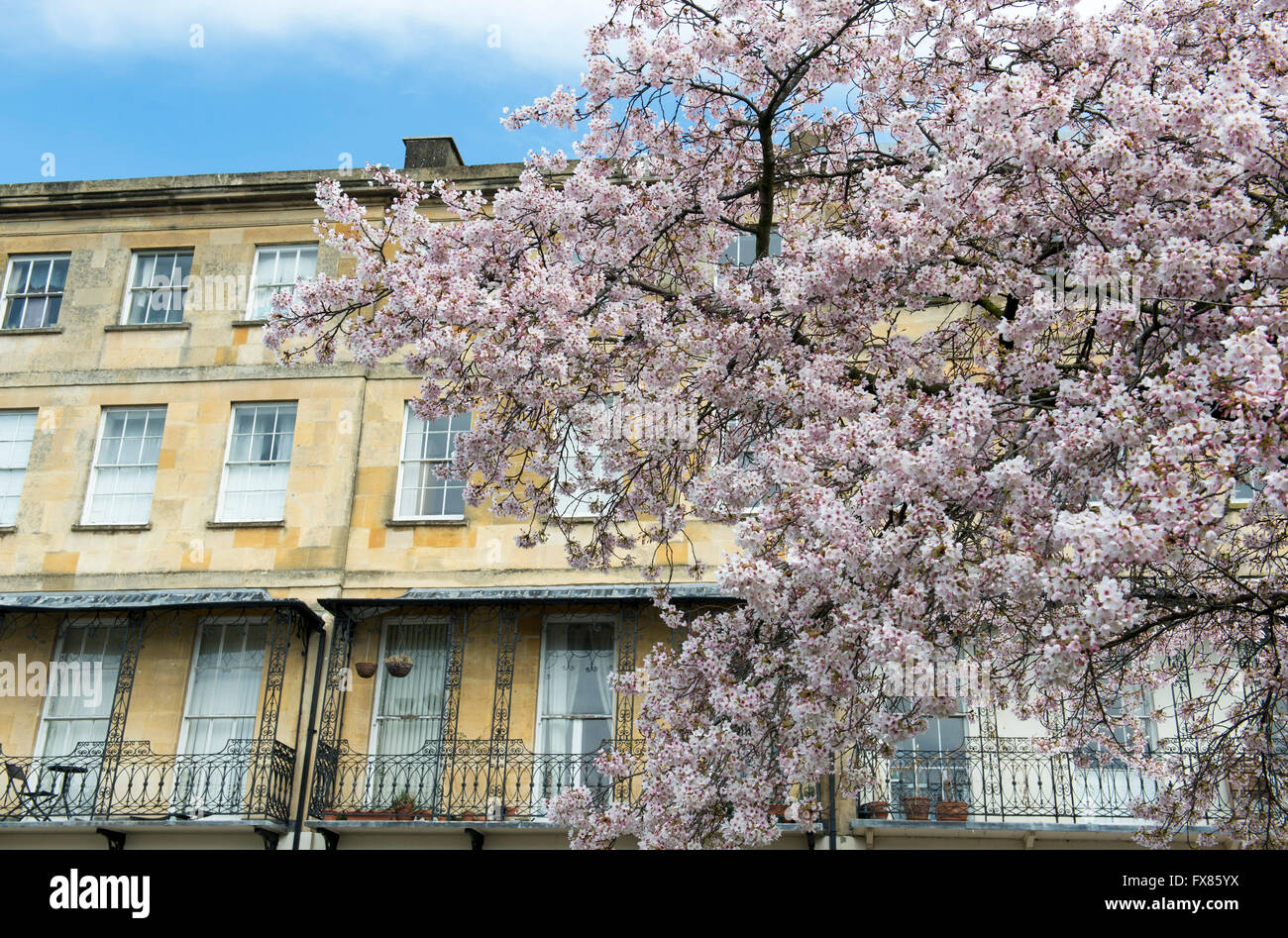 Prunus. Cherry trees in blossom at Berkeley Square. Cheltenham ...