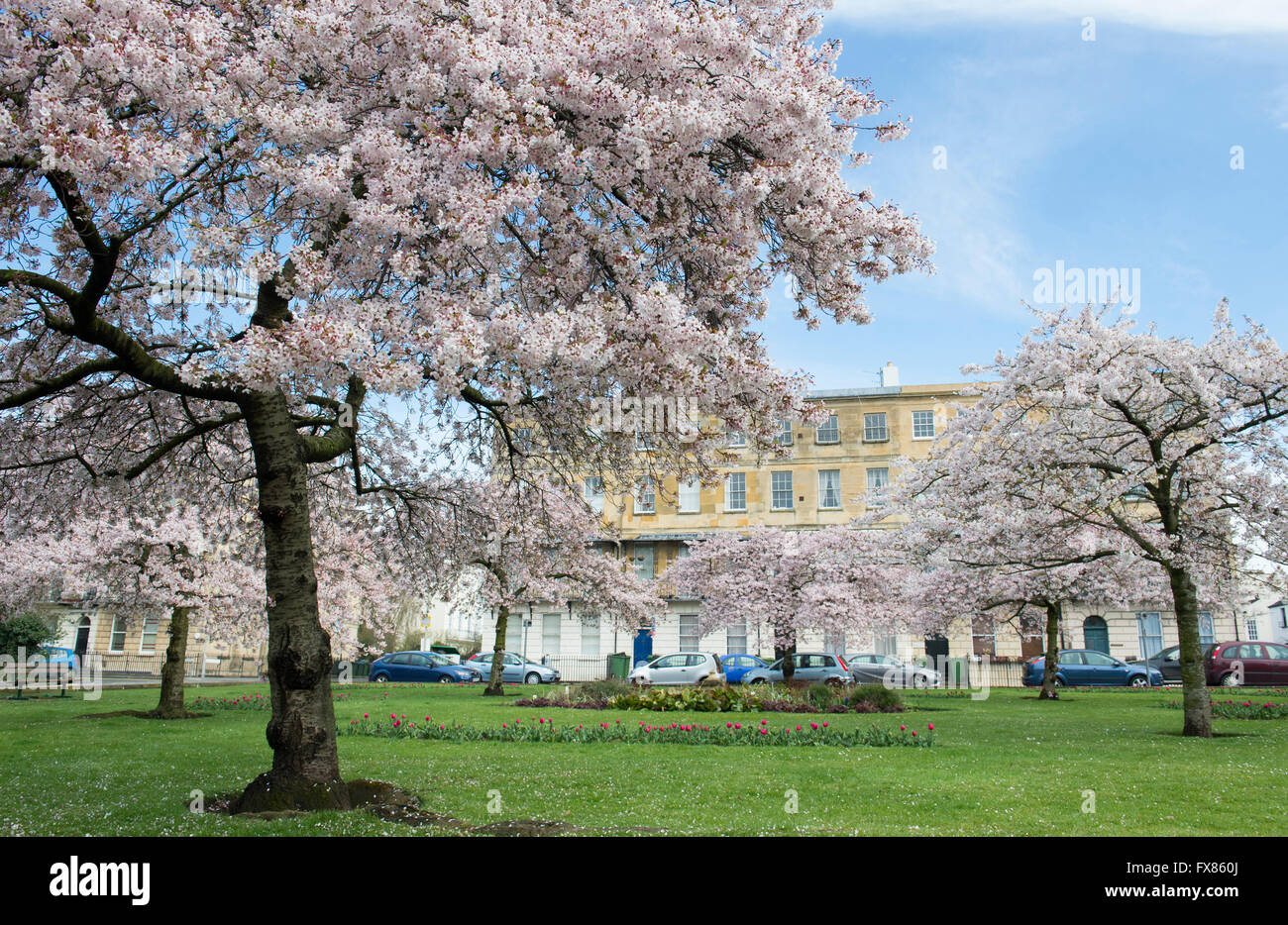 Prunus. Cherry trees in blossom at Berkeley Square. Cheltenham ...