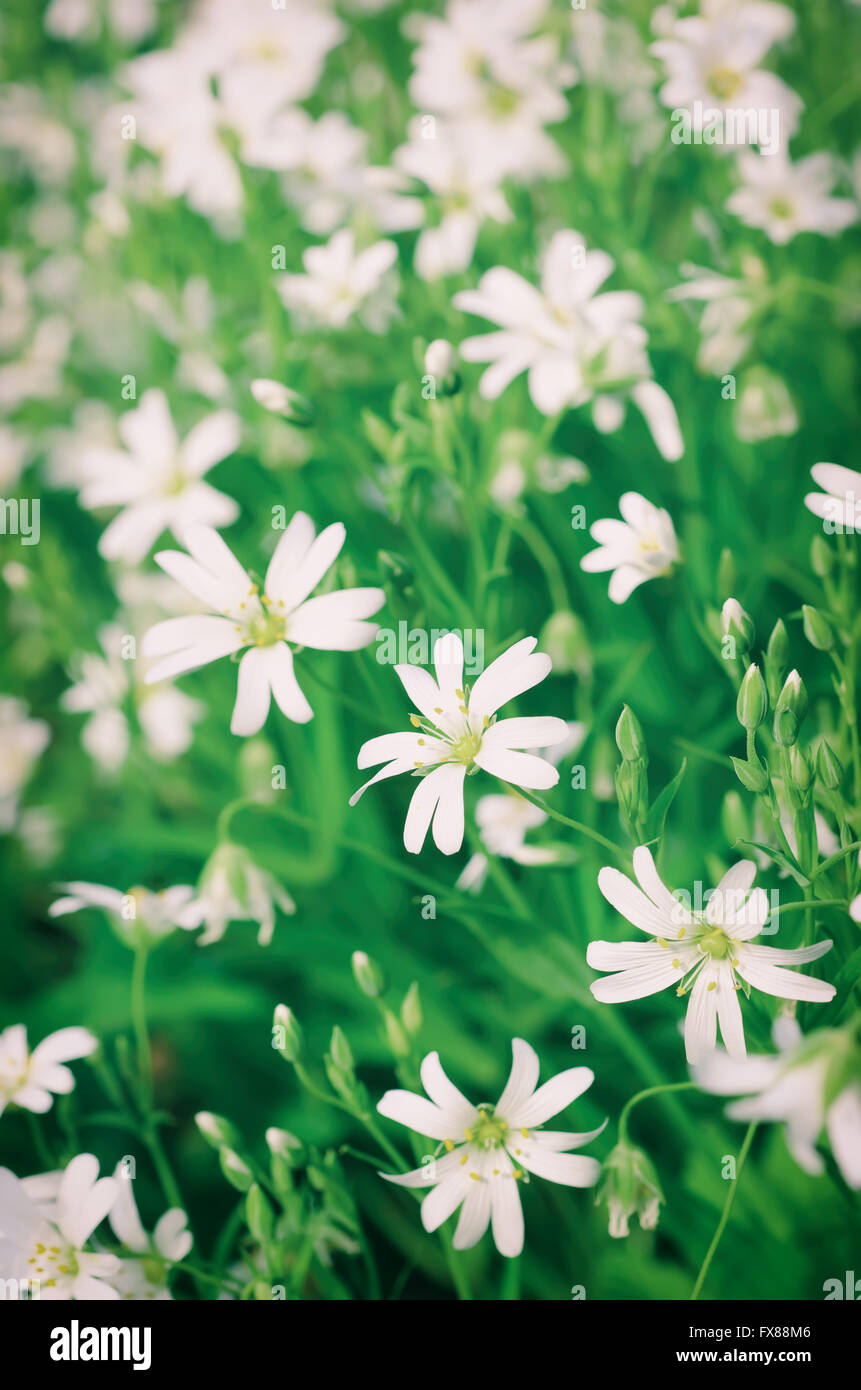White spring flowers Stock Photo - Alamy