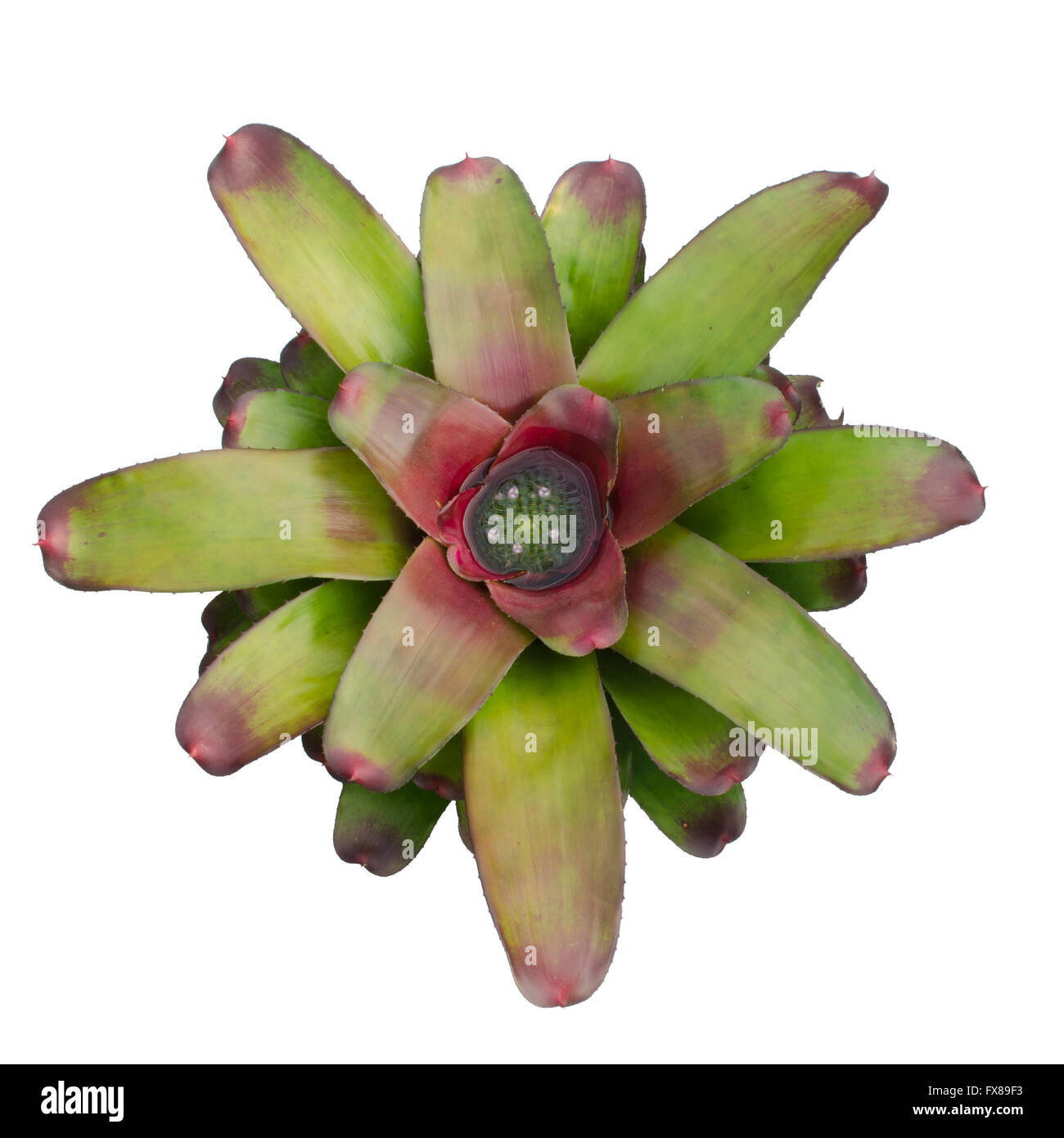 Bromeliad isolated on white background Stock Photo - Alamy