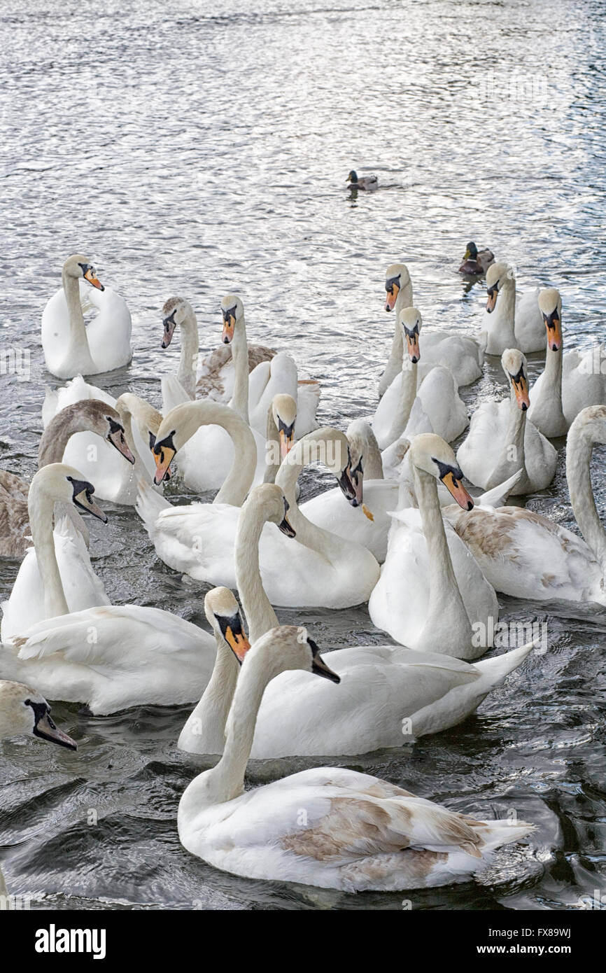 Gaggle of swans at Windsor Stock Photo - Alamy