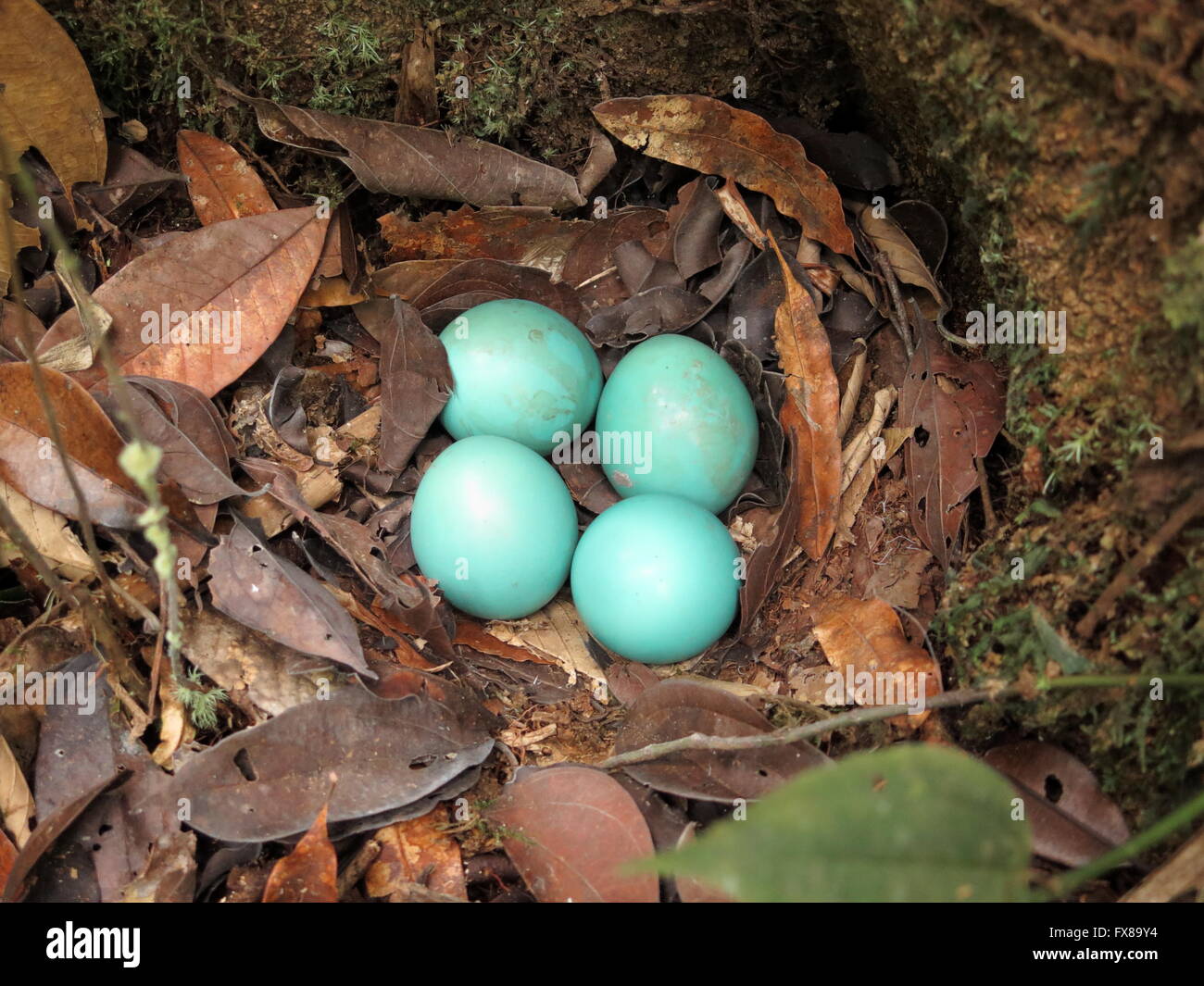 Blue eggs in the nest Stock Photo - Alamy