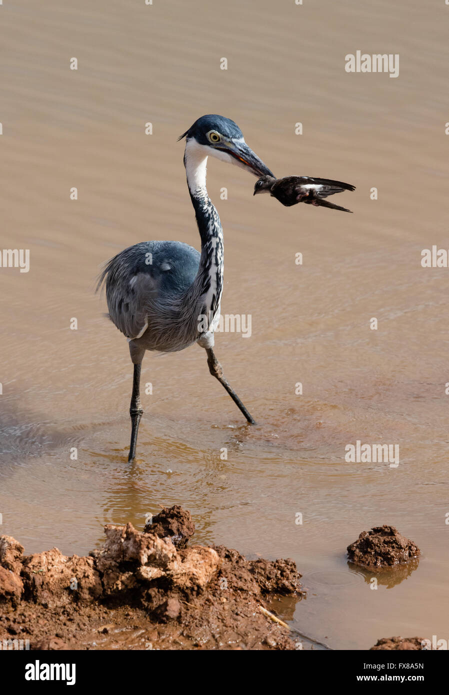 Black Headed Heron Ardea melanocephala ingesting an injured Swallow at ...