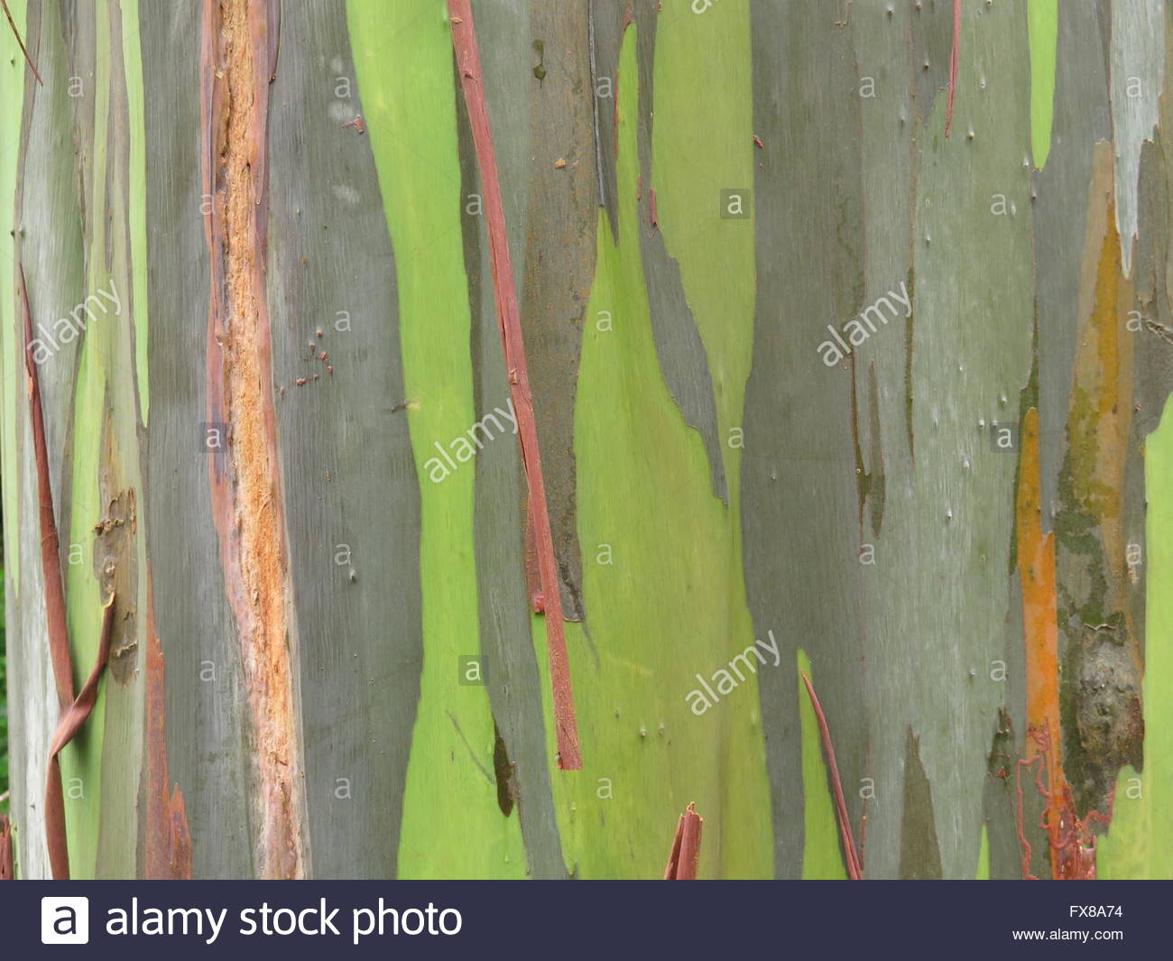 Gum Tree Bark Stock Photos & Gum Tree Bark Stock Images - Alamy