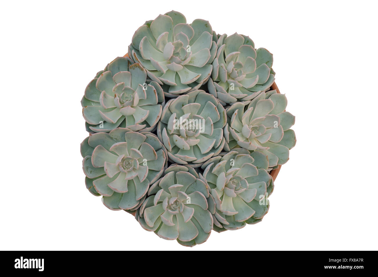 succulent plant isolated on white background Stock Photo - Alamy