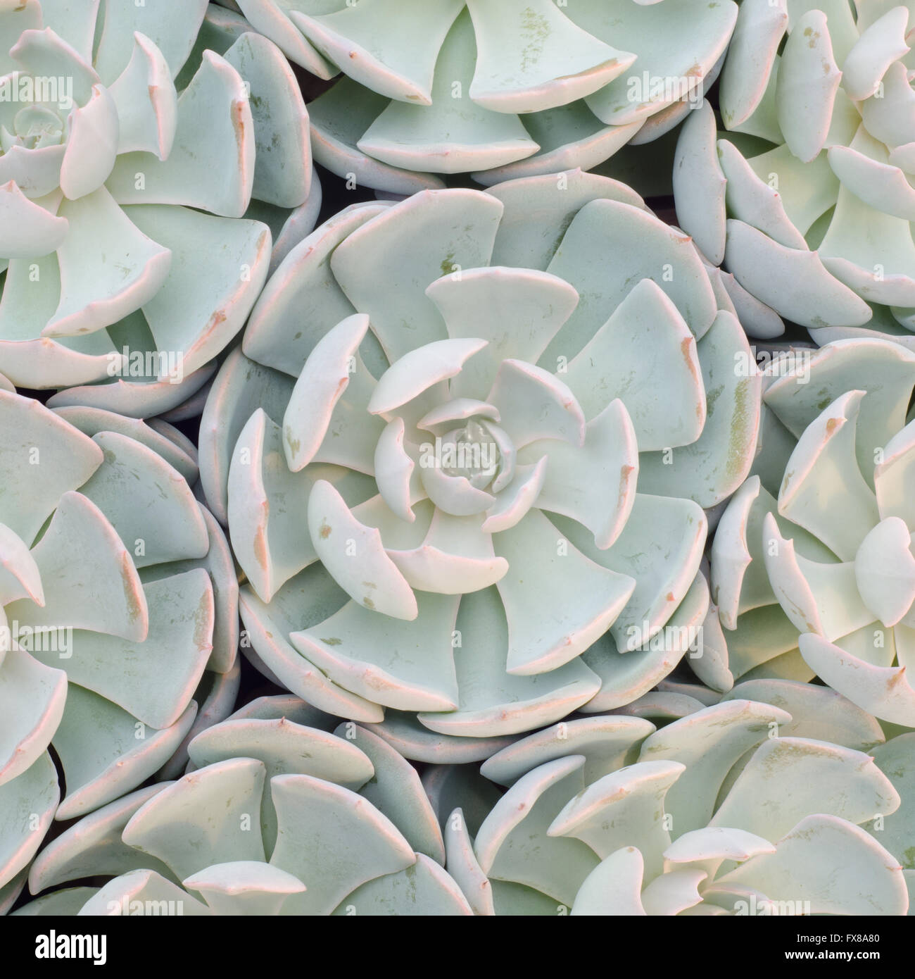 Spine plant hi-res stock photography and images - Alamy