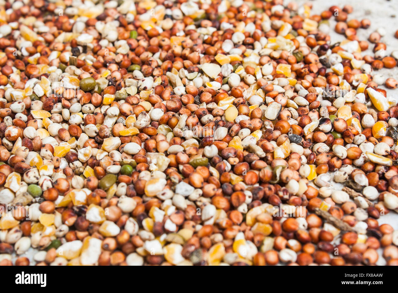 A Mixture of Seeds and Grains for Bird Stock Photo - Alamy