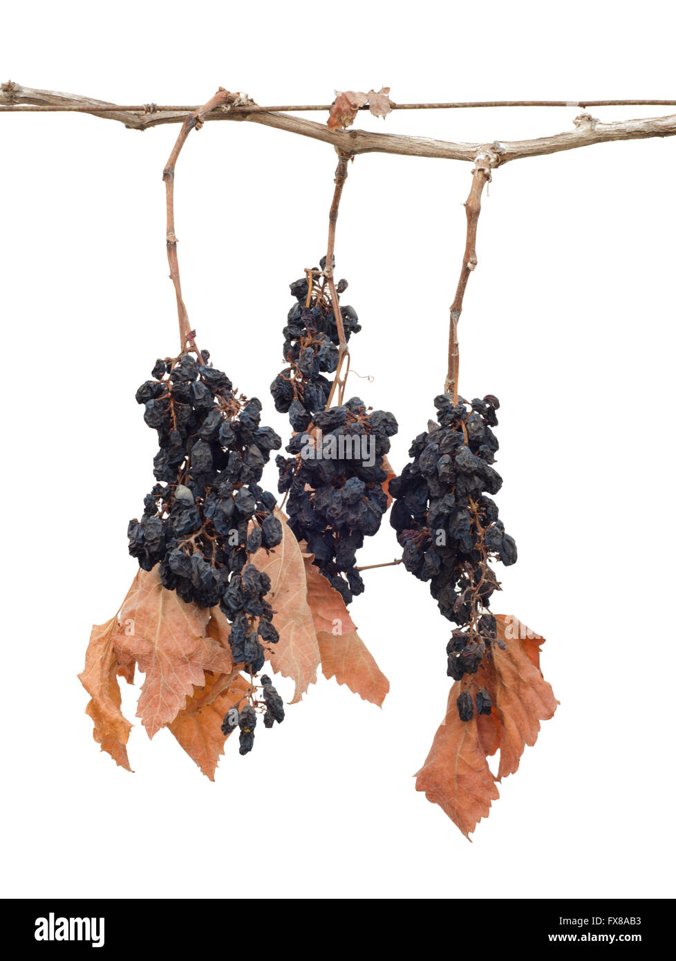 Grapes to dry hi-res stock photography and images - Alamy