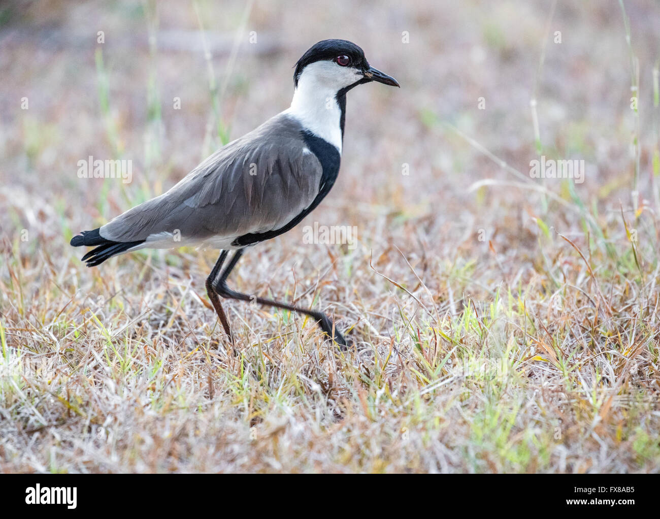 Spur Winged Lapwing or Plover Vanellus spinosus stirring grass with one ...