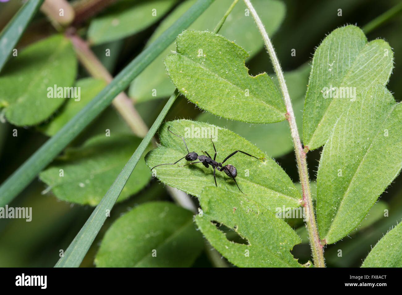 A ant macro on leaf Stock Photo - Alamy