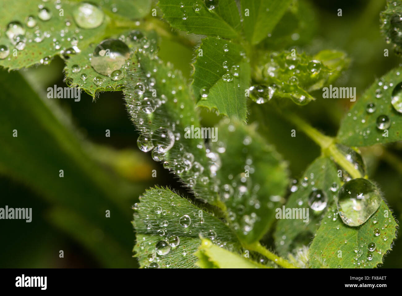 grass and water macro Stock Photo - Alamy