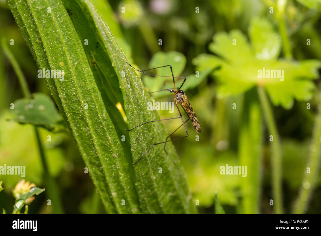 Mosquito in spring Stock Photo - Alamy