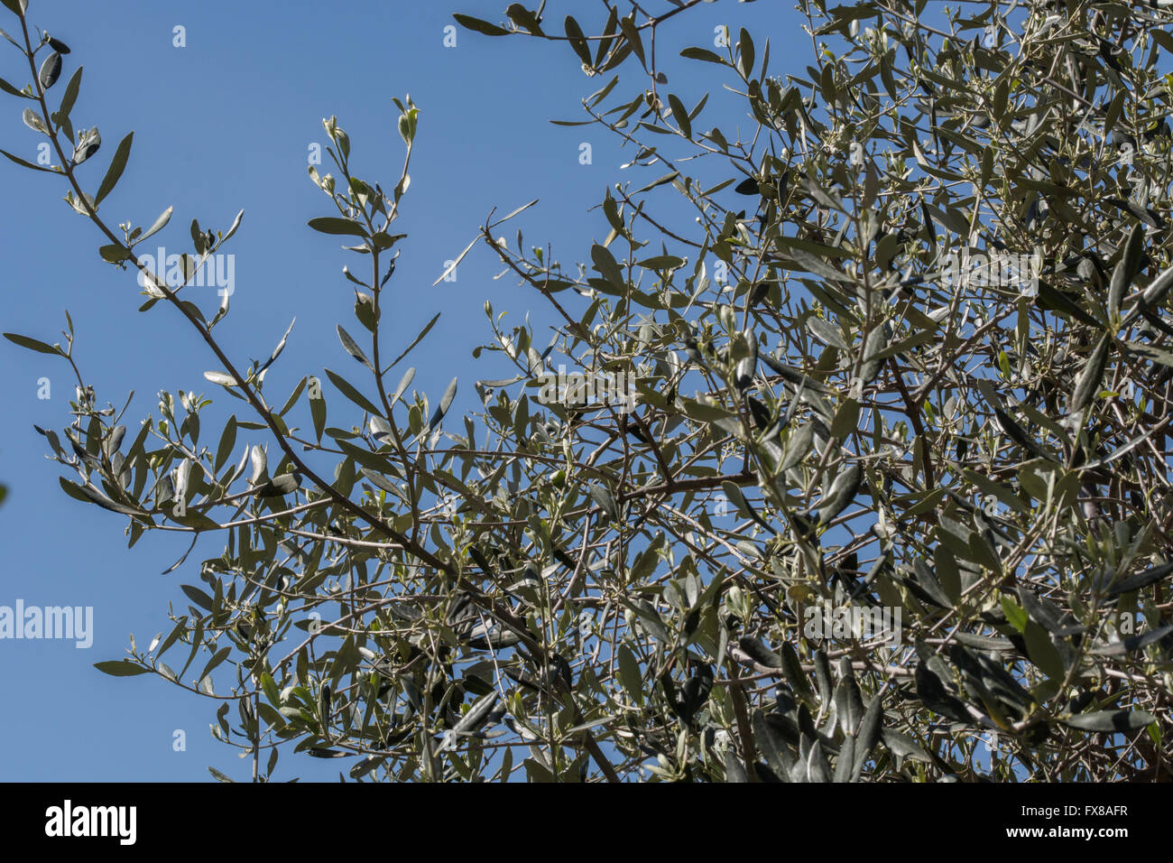 Olive tree garden hi-res stock photography and images - Alamy