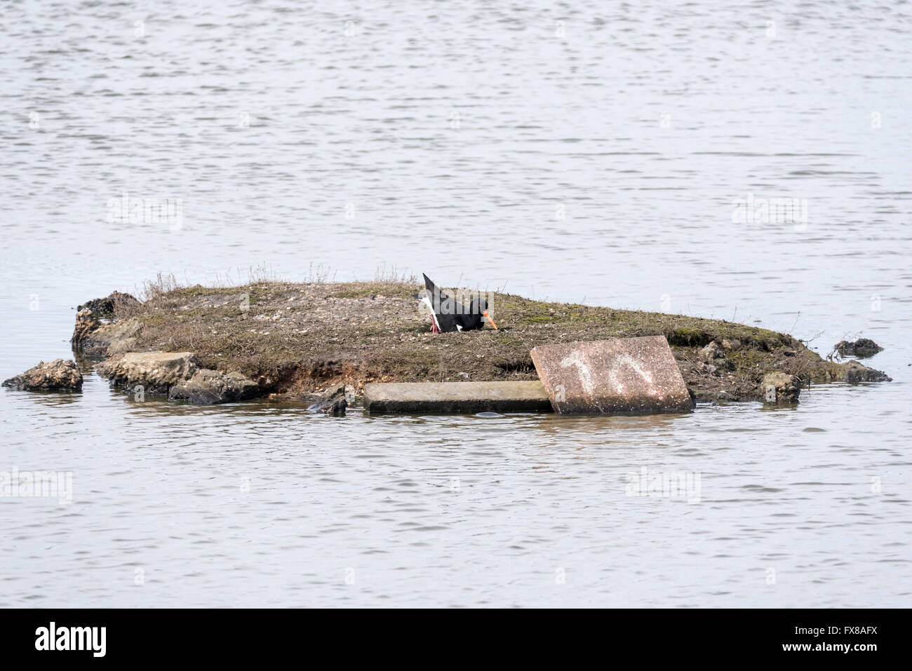 An Oystercatcher in nesting pose Stock Photo - Alamy