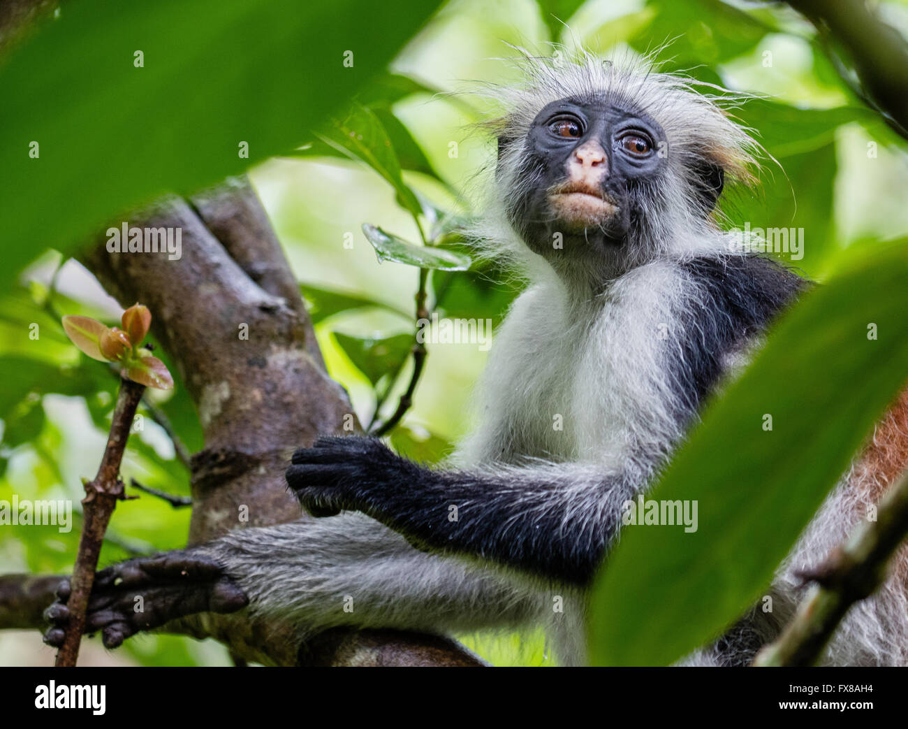 Red Colobus Monkey Colombus pennanti an easily approached but rare ...