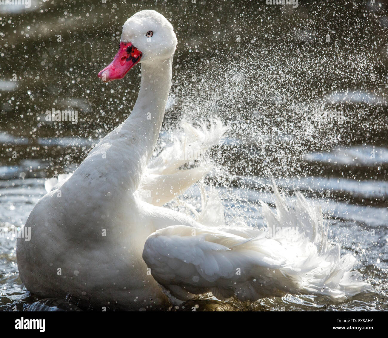 Coscoroba Swan enjoying a vigorous bathing session at Slimbridge ...