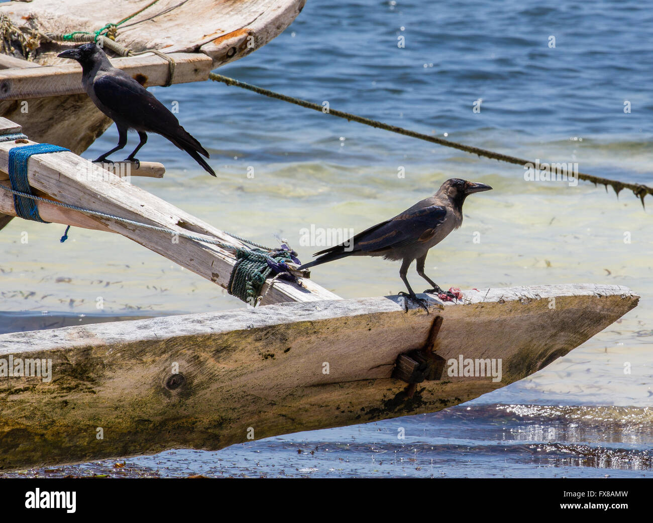 Sea Crow Stock Photos & Sea Crow Stock Images - Alamy