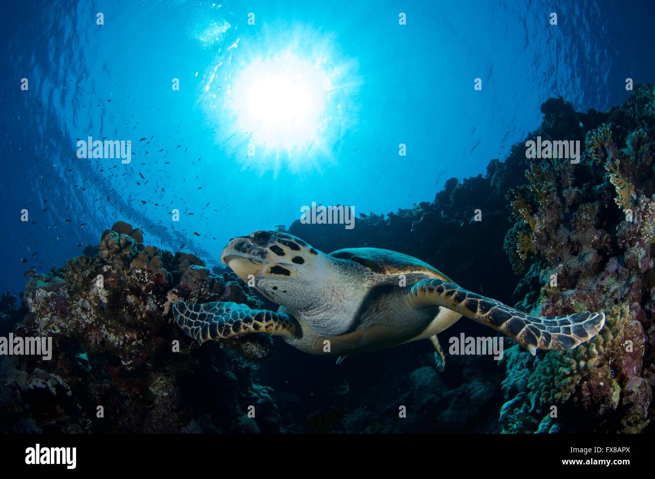 Turtle in the Red Sea Stock Photo - Alamy