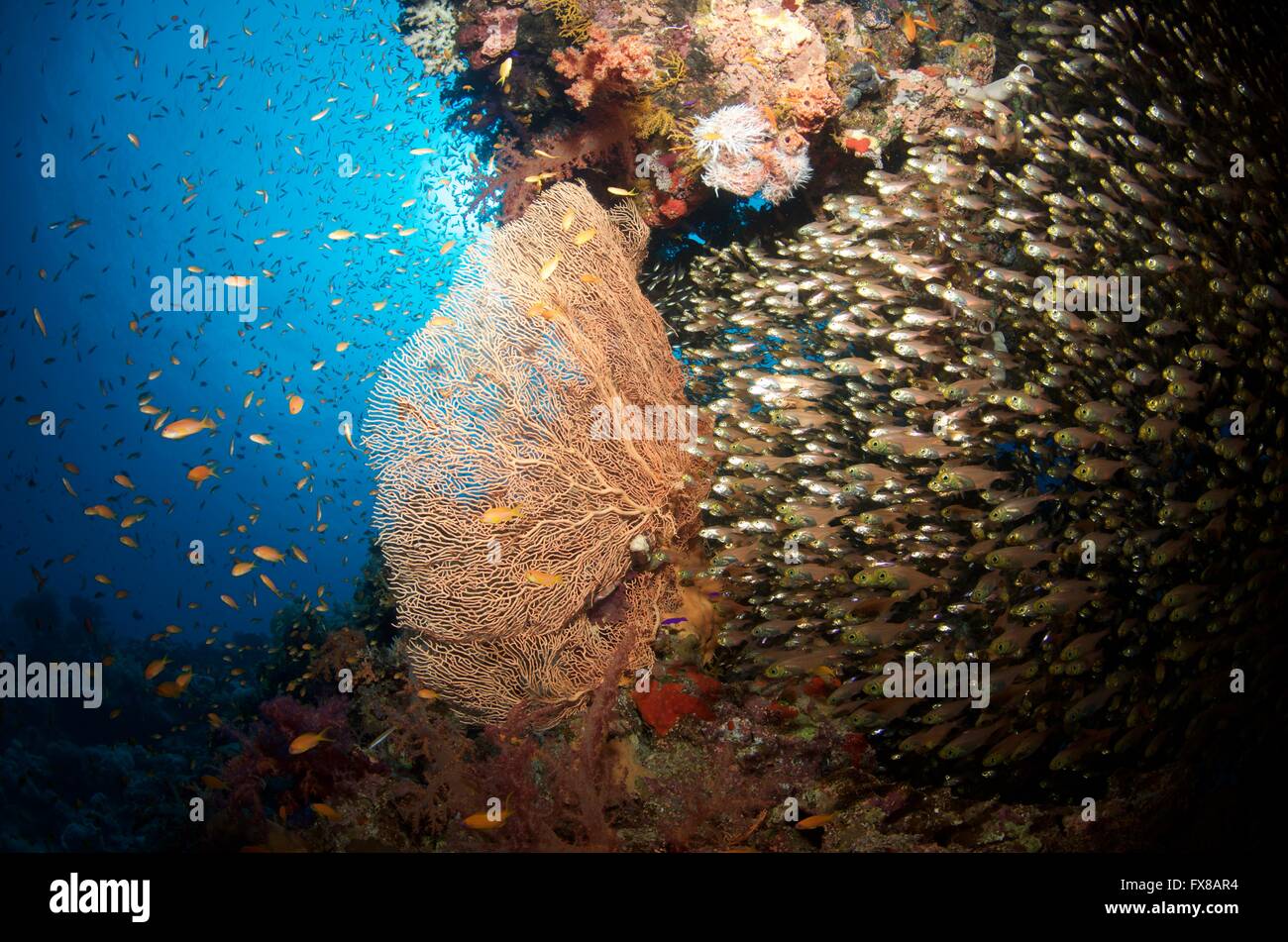 Glass fish with sea fan in the Red Sea Stock Photo - Alamy