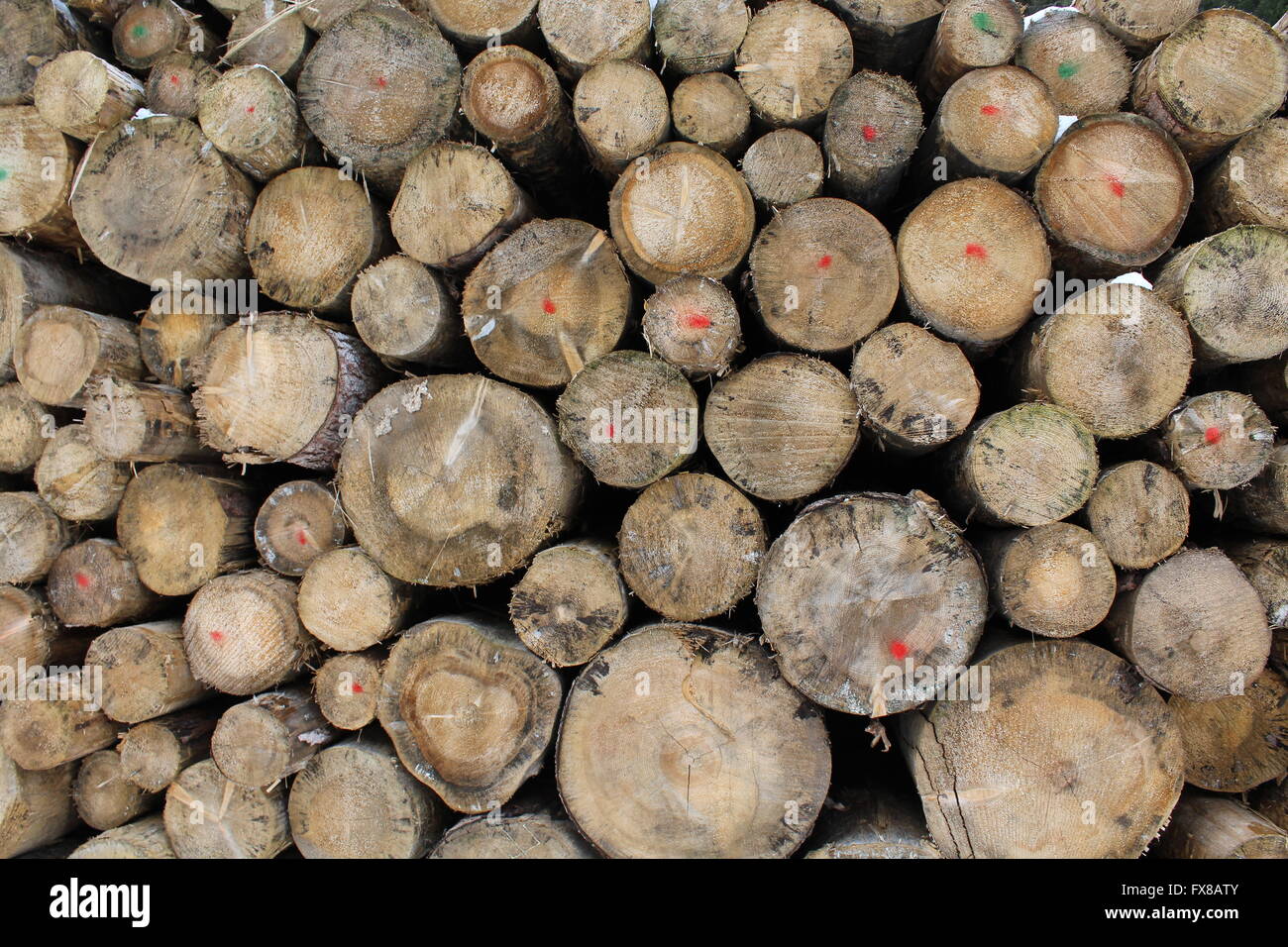 Freshly cut logs stacked in the mountain town of Pozza di Fassa ...