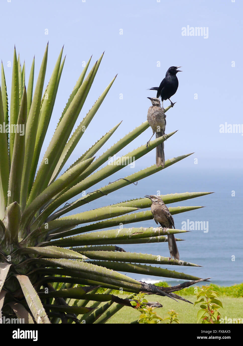 Colonial birds cliff top hi-res stock photography and images - Alamy