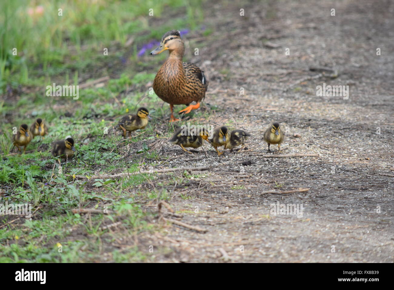 mother duck and her babies Stock Photo - Alamy