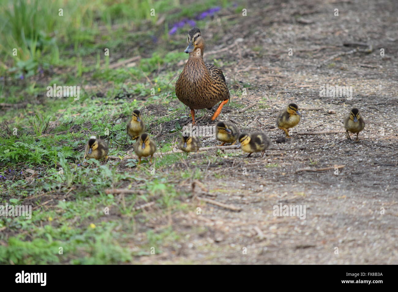 Mother Duck taking babies for a walk Stock Photo - Alamy
