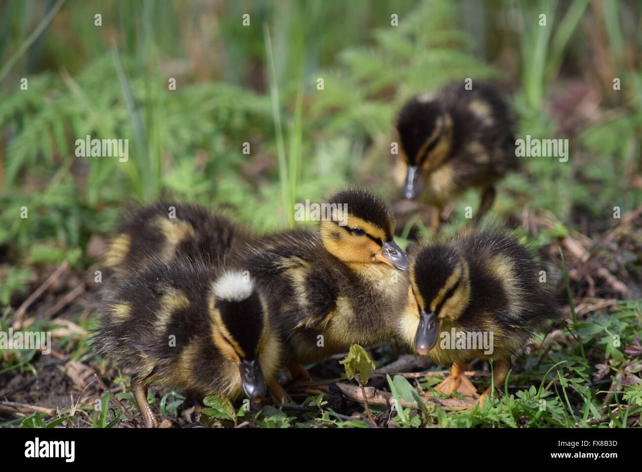 Newborn ducklings, still with down on head Stock Photo - Alamy