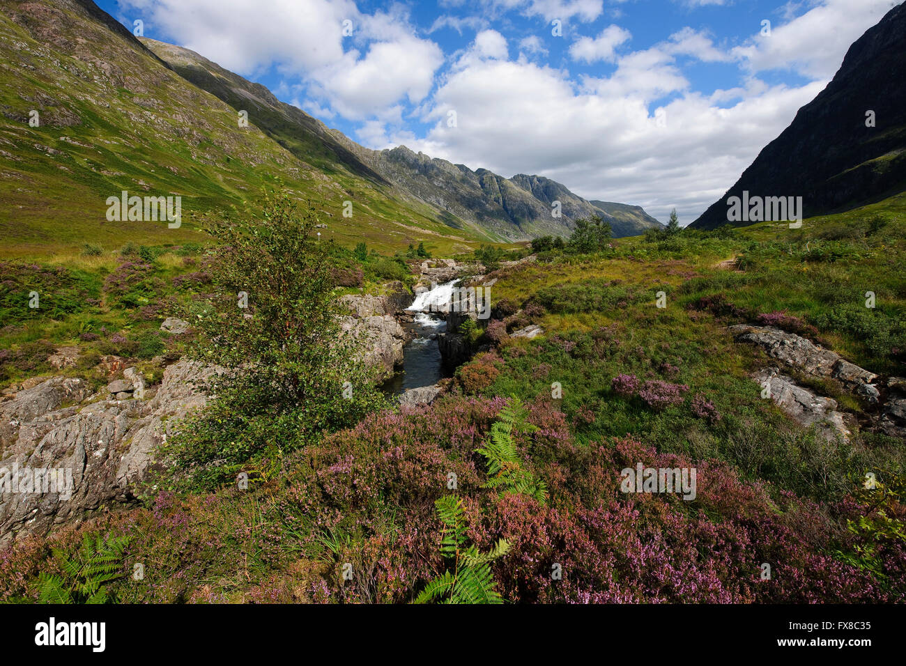 Heather and waterfalls in Glencoe, West Highlands Stock Photo - Alamy