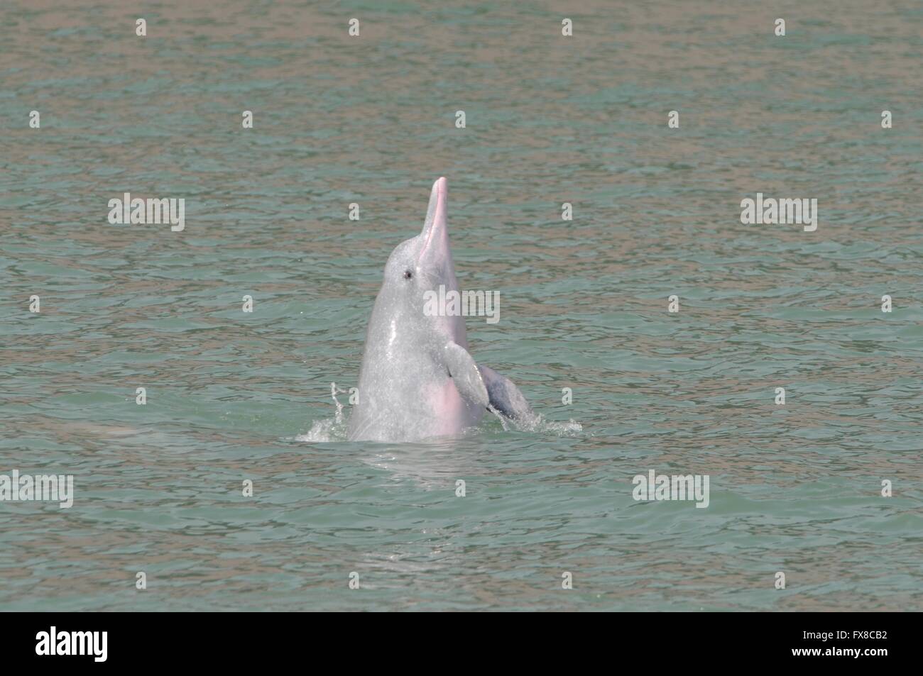 Chinese white dolphin hi-res stock photography and images - Alamy