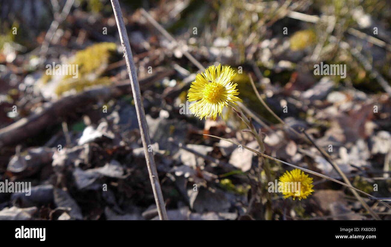 Spring flower dandelion hi-res stock photography and images - Alamy