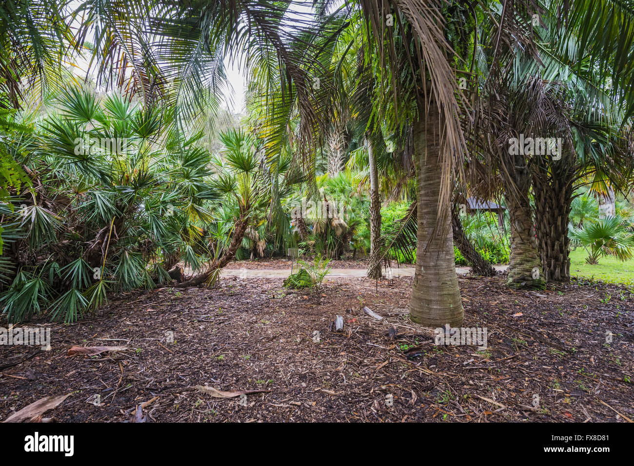 A garden scene in North Central Florida Stock Photo - Alamy