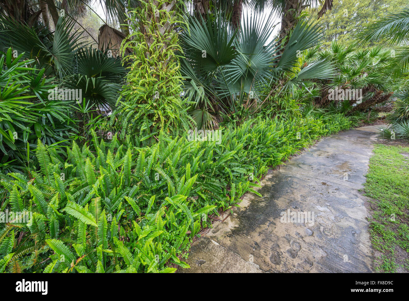 A garden scene in North Central Florida Stock Photo - Alamy