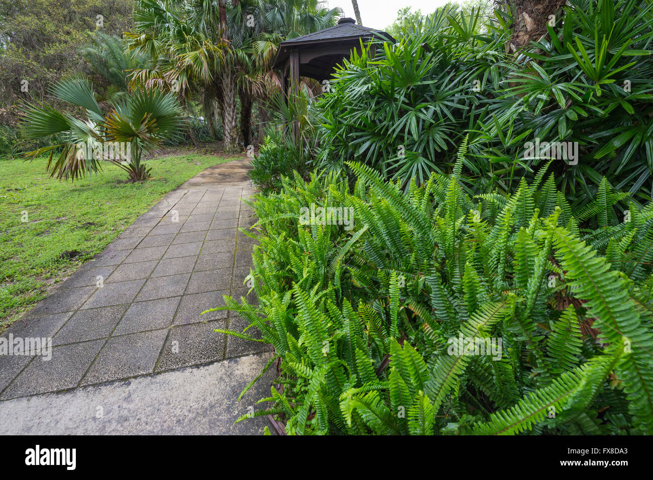 A garden scene in North Central Florida Stock Photo - Alamy