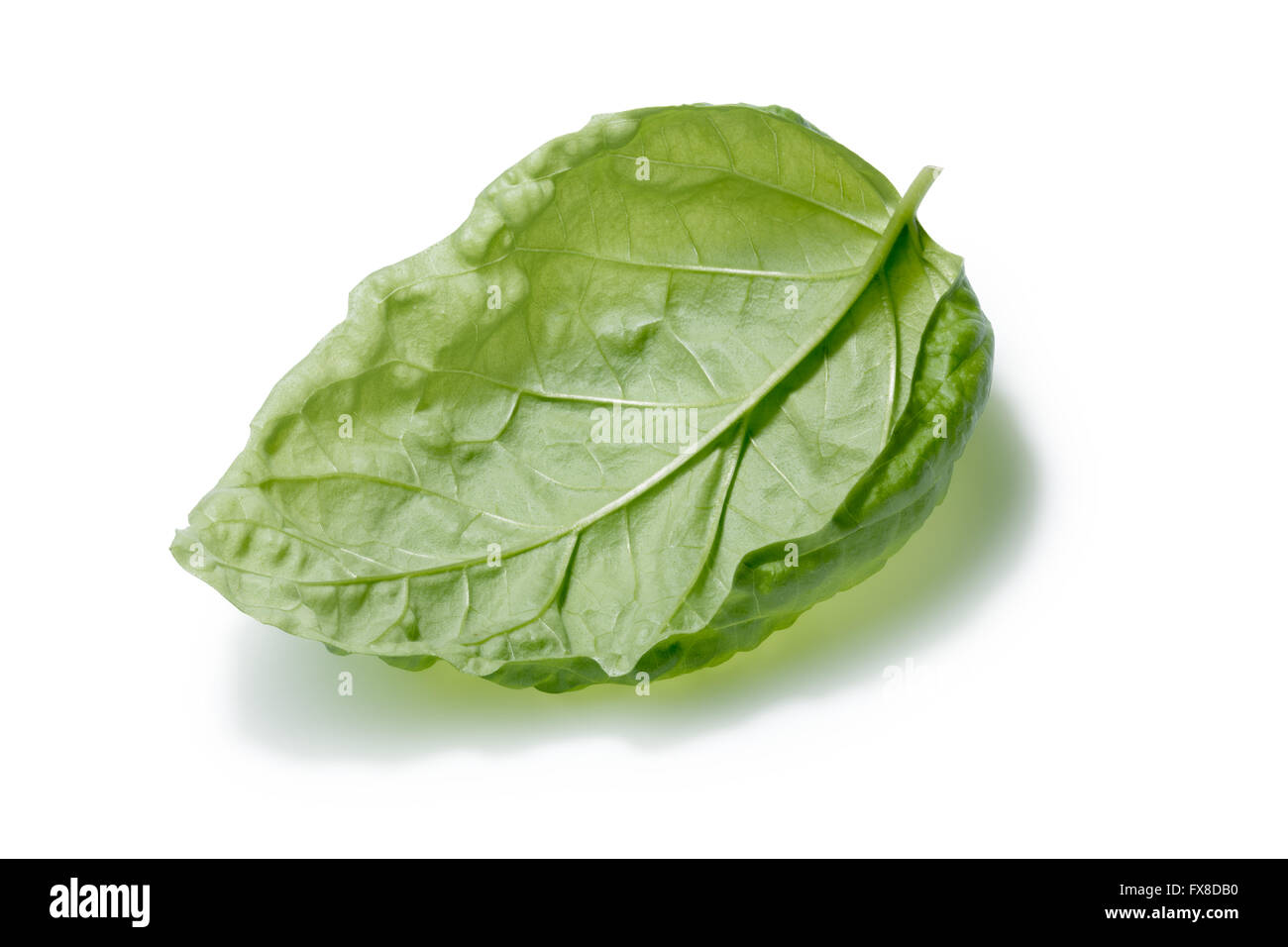Single large basil leaf, overturned. Bolloso Napoletano cultivar ...
