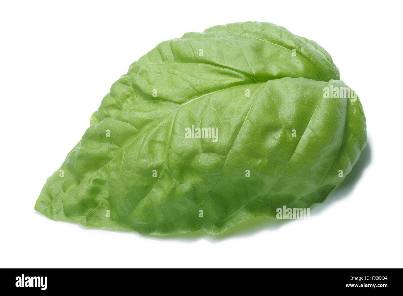 Single large basil leaf, Bolloso Napoletano cultivar. Separate clipping ...