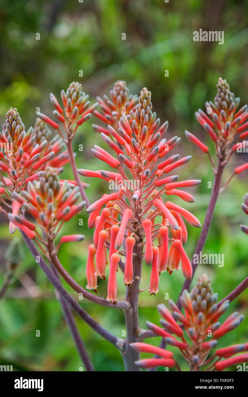 Aloe saponaria hi-res stock photography and images - Alamy