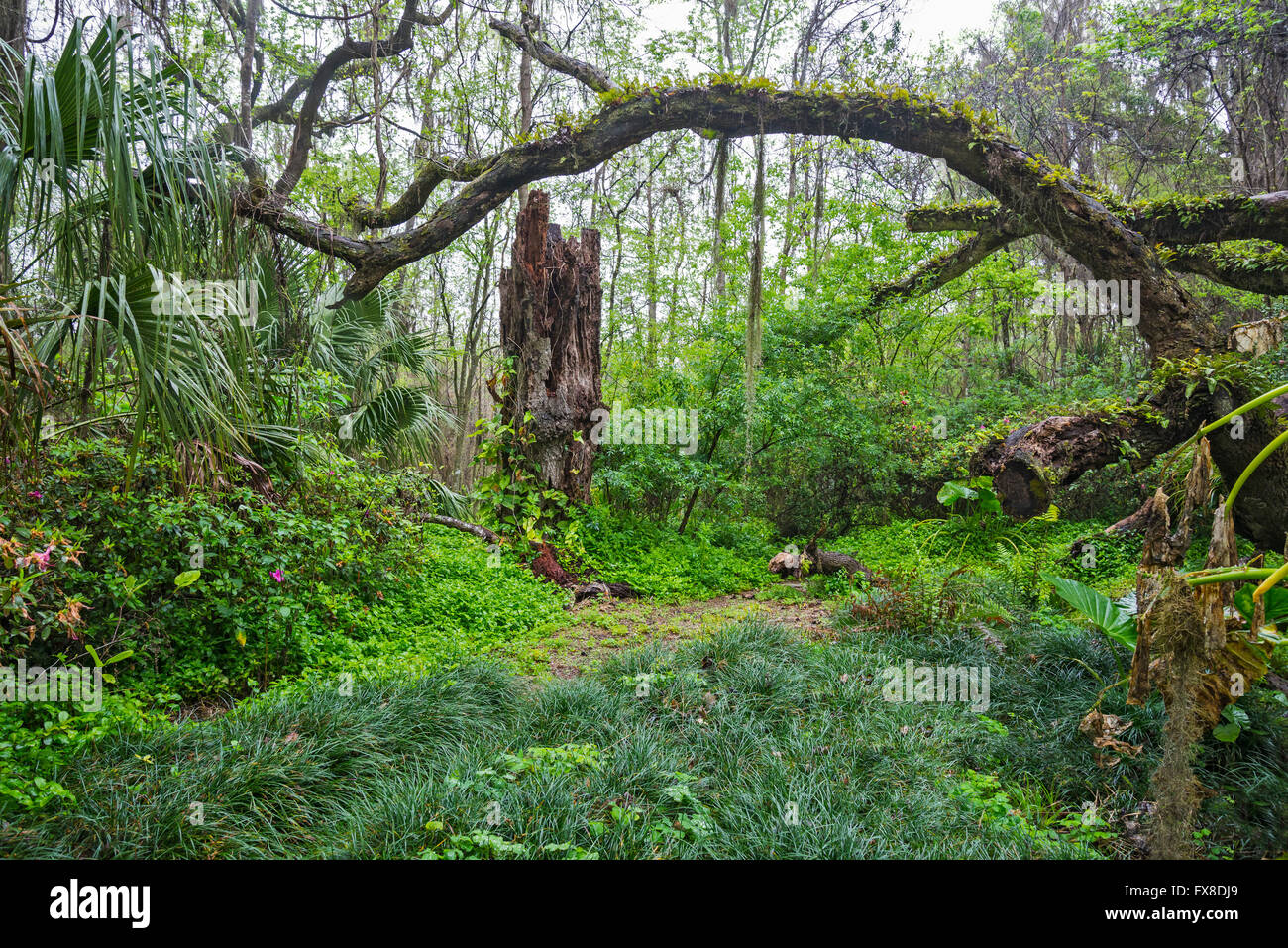 Garden fallen tree hi-res stock photography and images - Alamy