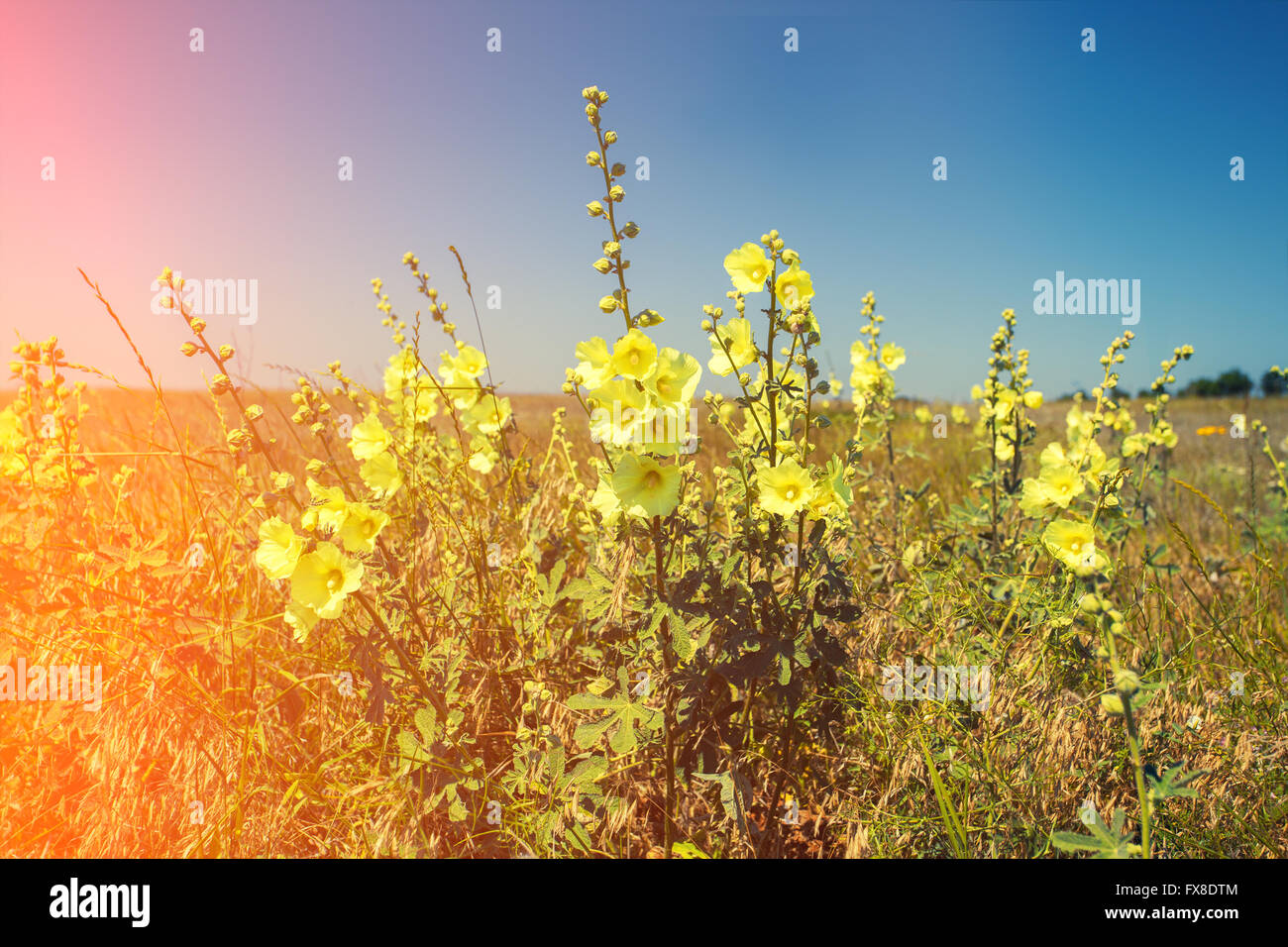 Mallow flowers on the field Stock Photo - Alamy