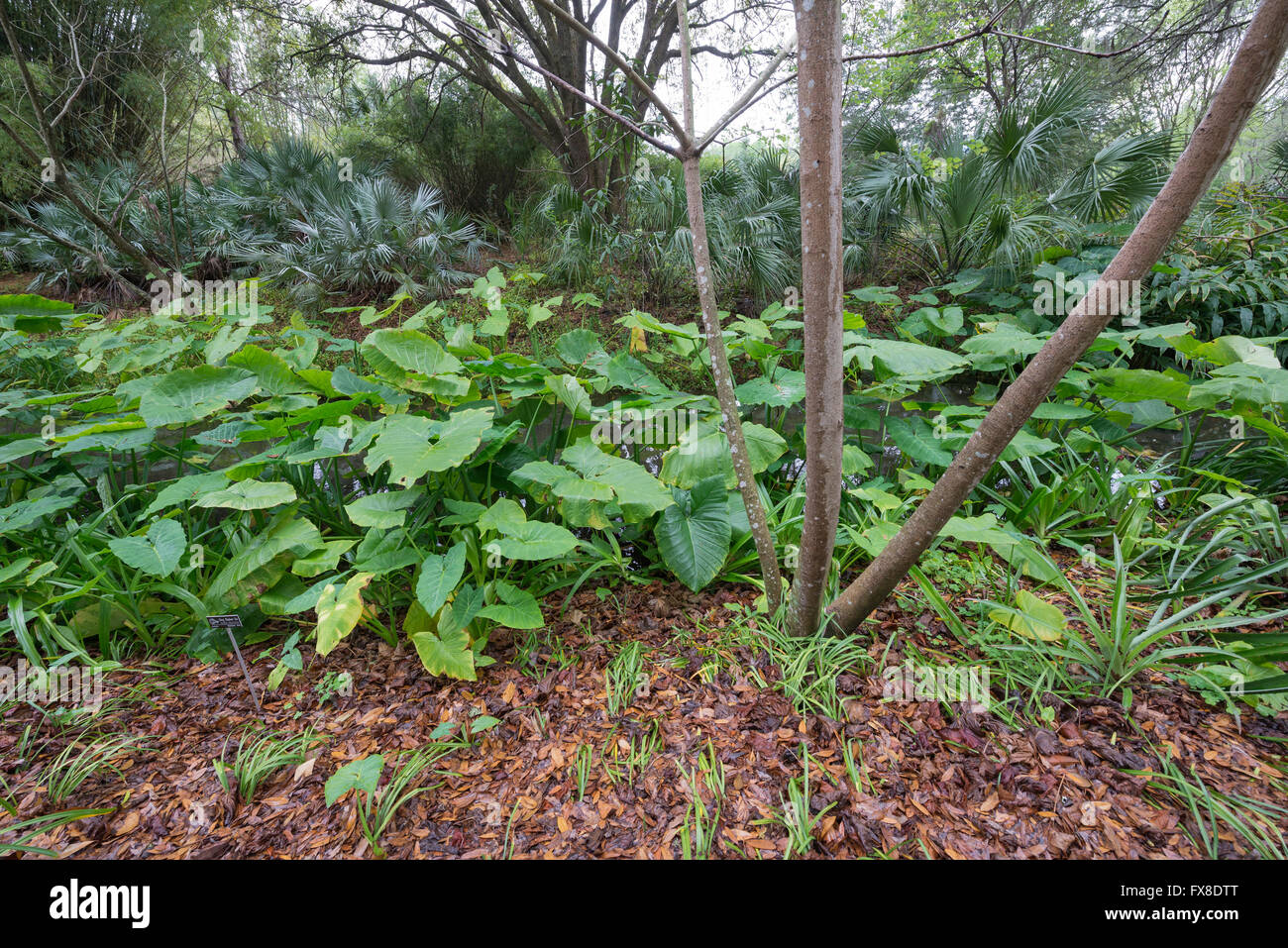 Spring garden festival in North Central Florida Stock Photo - Alamy
