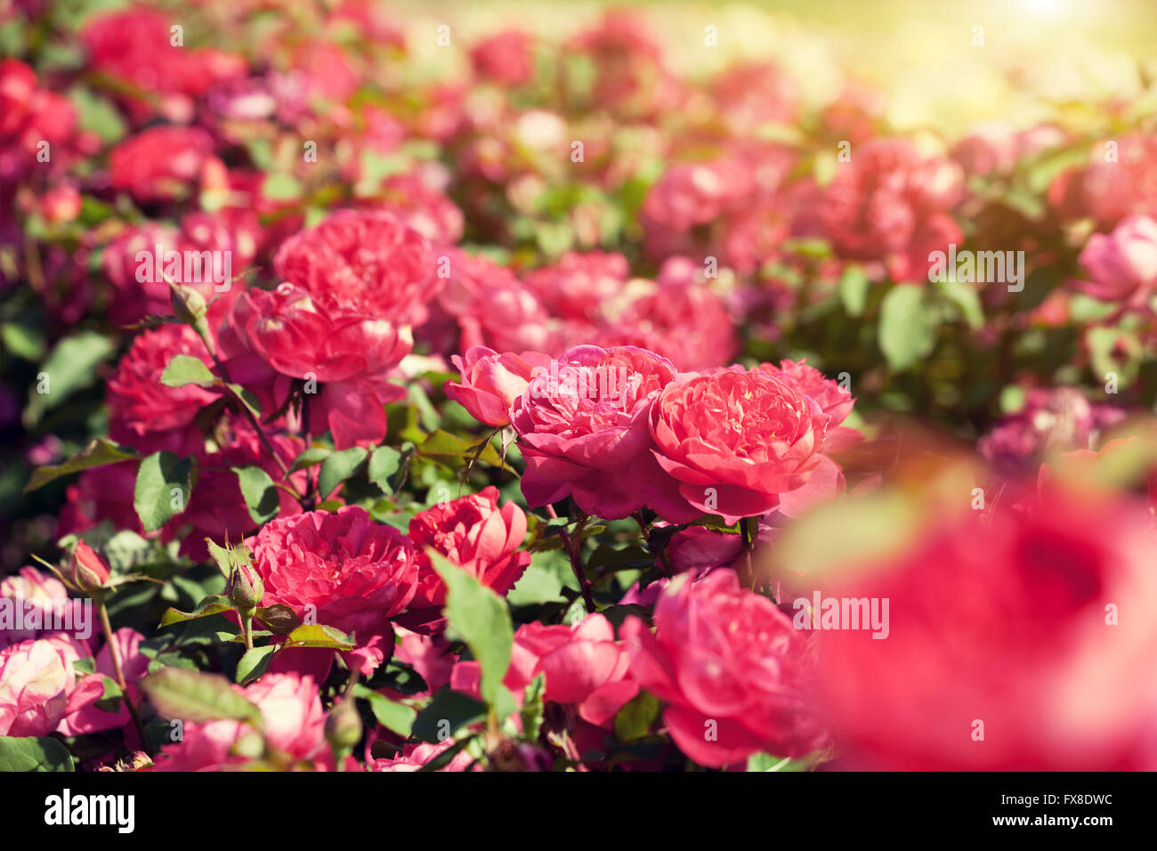 Rose plantation hi-res stock photography and images - Alamy