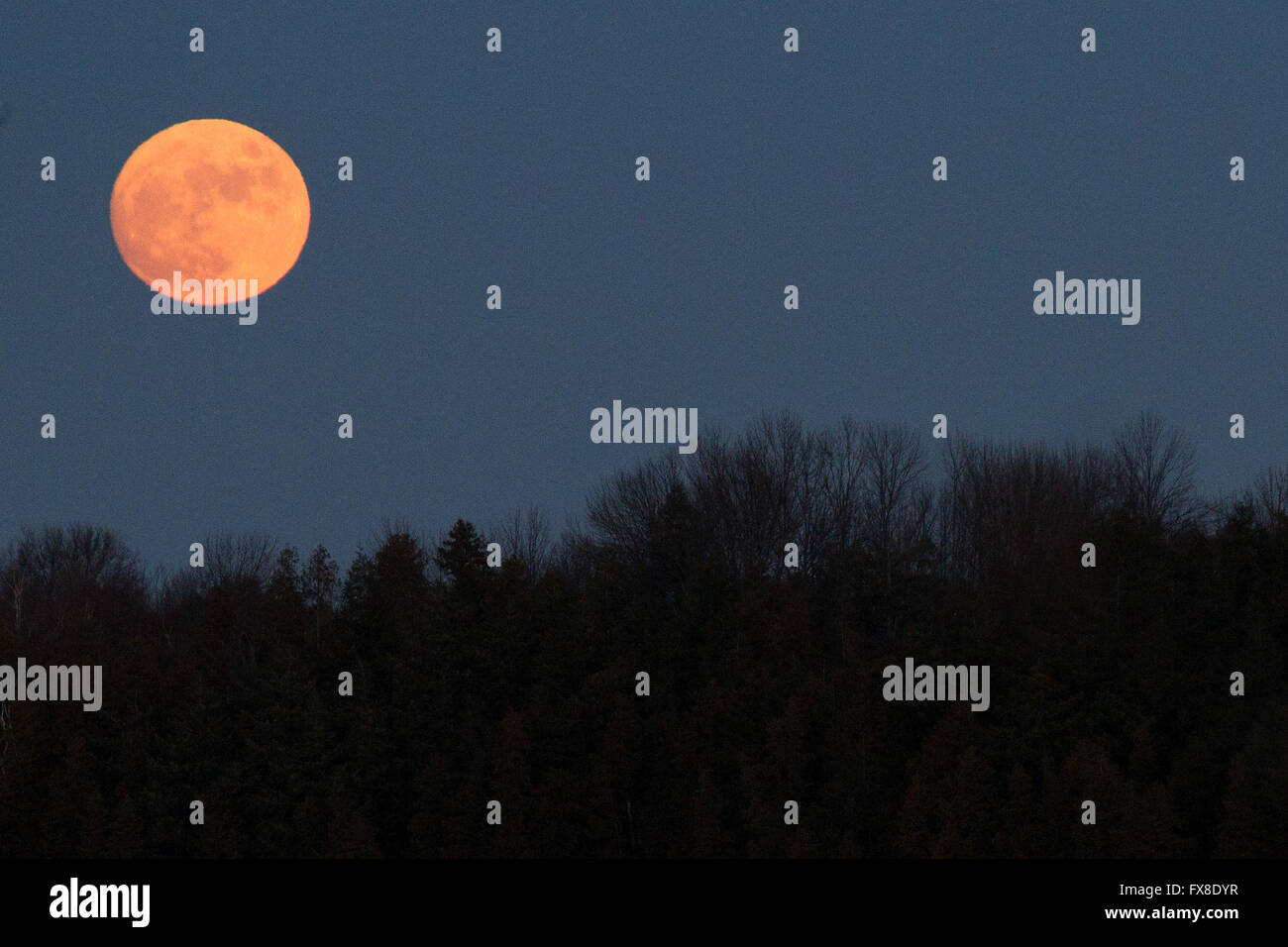 A near full moon rises over the horizon in Erinsville, Ont., on ...
