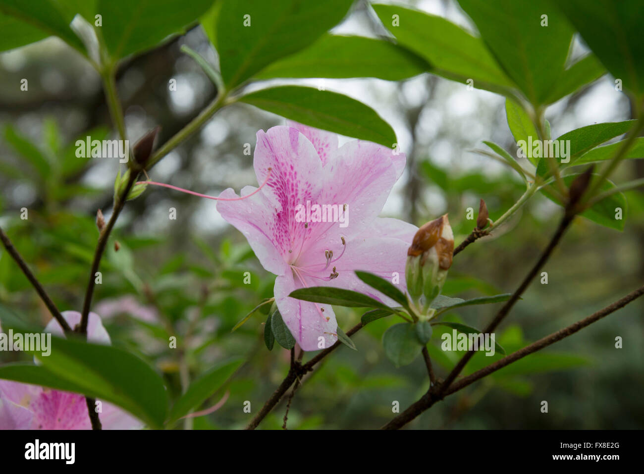 Flowering azalea at a Spring garden festival in North Central Florida ...