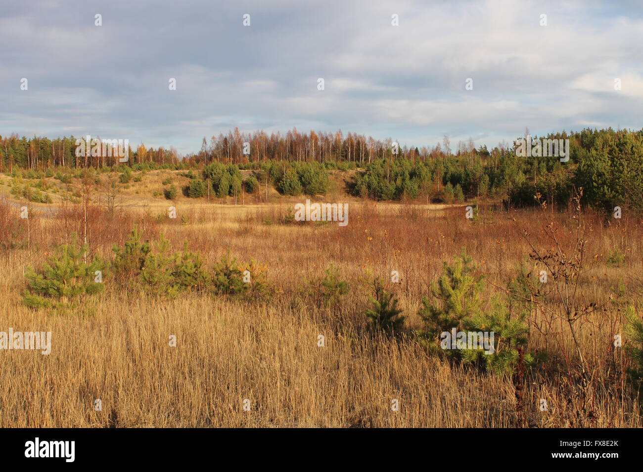 Dry hay and small trees in a sand pit during autumn Stock Photo - Alamy
